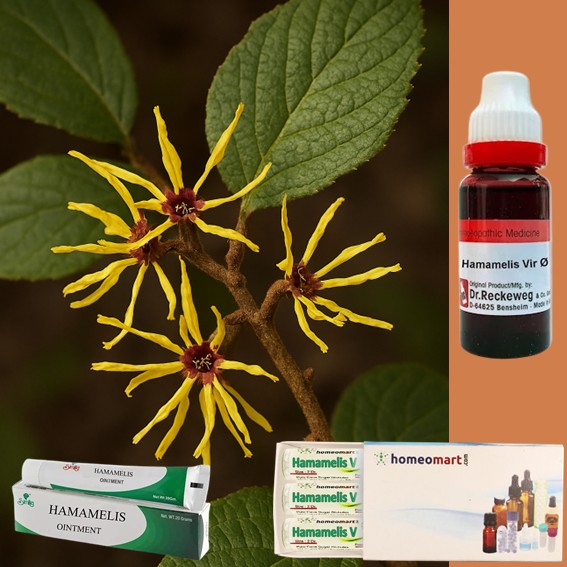 Hamamelis Virginica Uses: 3 Key Applications from Materia Medica